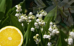 Hydroxycitronellal – هيلين للعطور